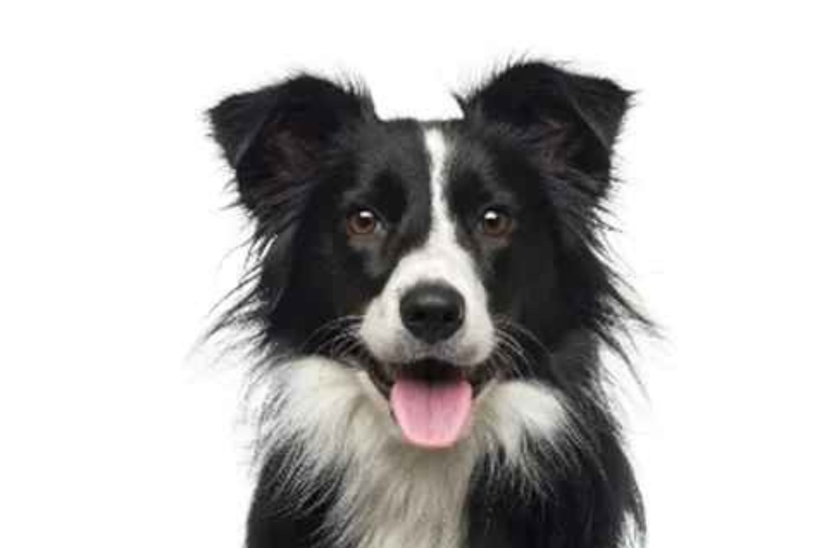 Border Collie, o que saber sobre essa raça? Cães & Love