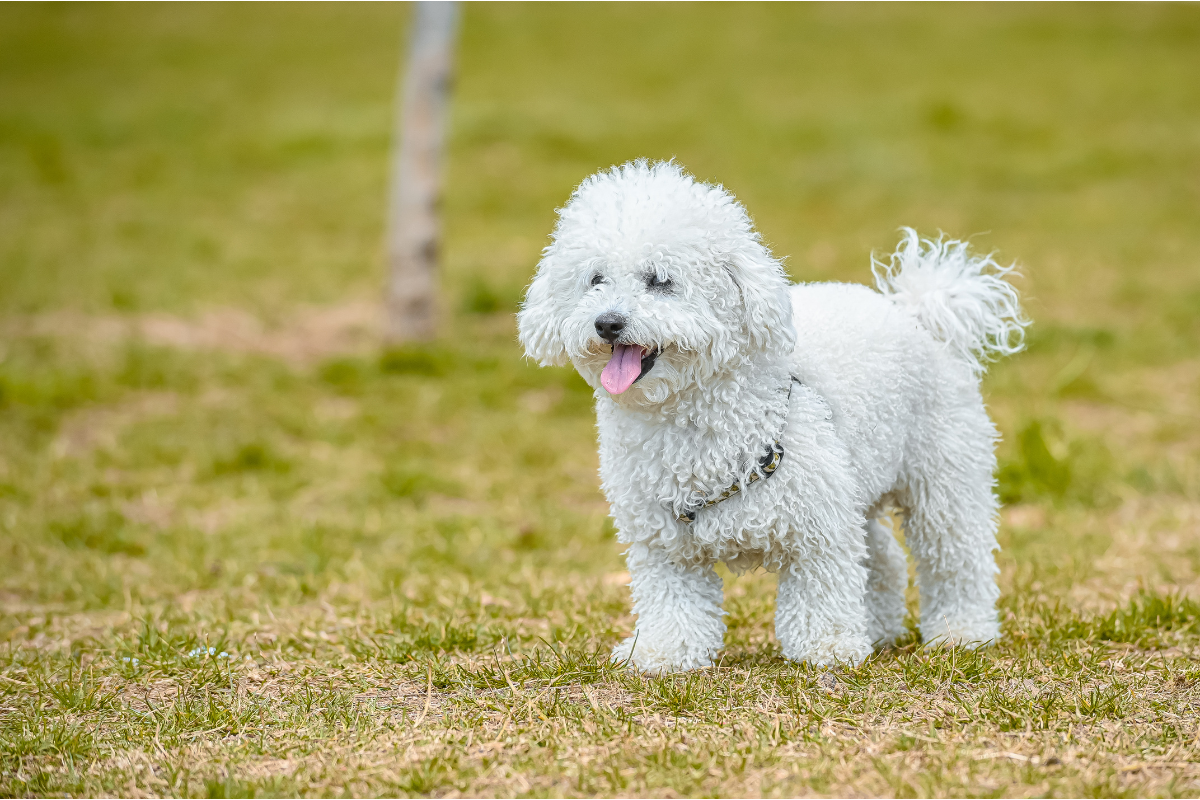 A Raça Poodle é uma das mais populares do mundo? Cães & Love